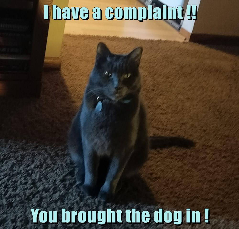 I Has A Complaint - Lolcats - lol | cat memes | funny cats | funny cat ...