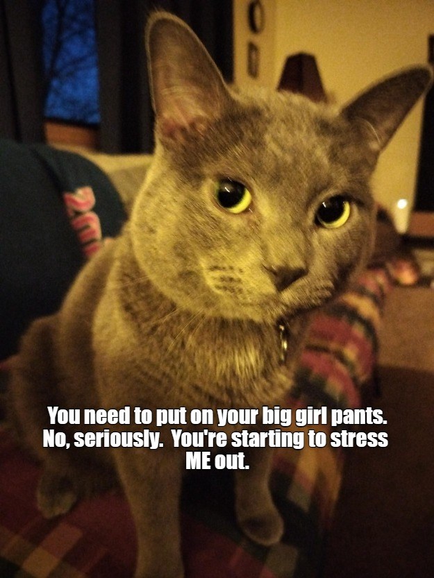 Stressed - Lolcats - lol | cat memes | funny cats | funny cat pictures ...