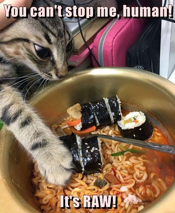 Thief! - Lolcats - lol | cat memes | funny cats | funny cat pictures ...