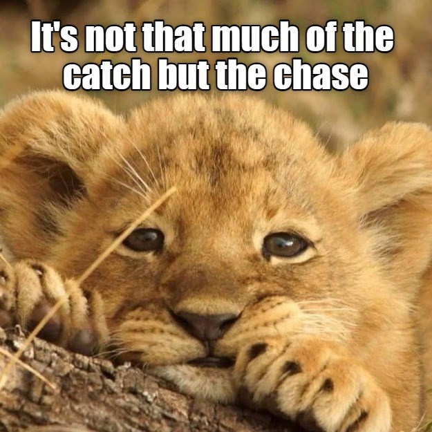 The chase - Lolcats - lol | cat memes | funny cats | funny cat pictures ...
