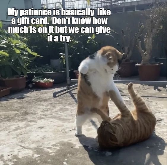 Pspsps some patience - Lolcats - lol | cat memes | funny cats | funny ...