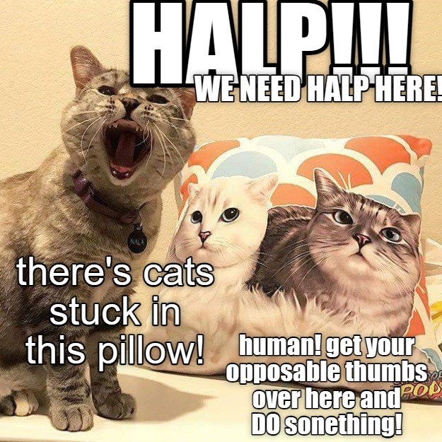 HALP - Lolcats - lol | cat memes | funny cats | funny cat pictures with ...