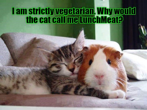 Hi Lunch Meat! - Lolcats - lol | cat memes | funny cats | funny cat ...