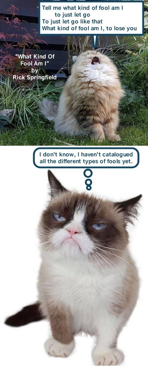 "What Kind of Fool Am I" by Rick Springfield - Lolcats - lol | cat ...