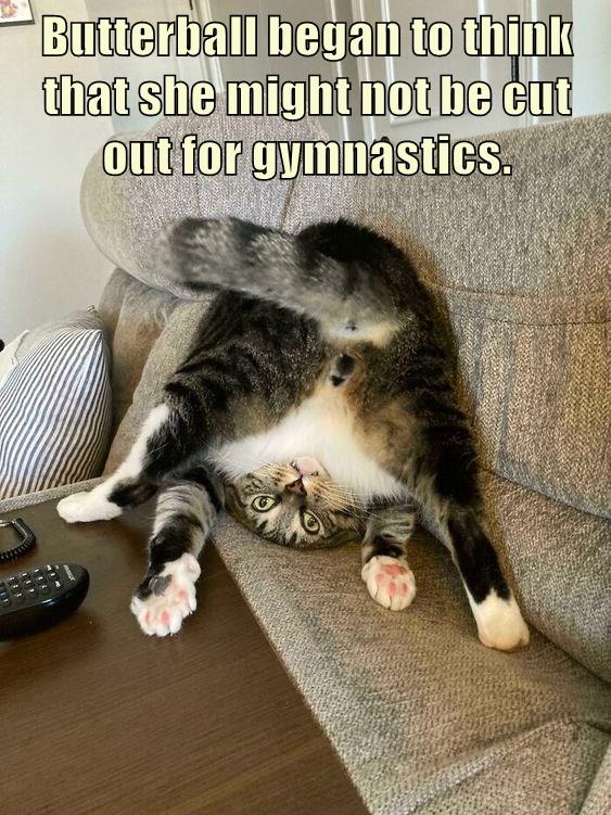What's this move called? - Lolcats - lol | cat memes | funny cats ...