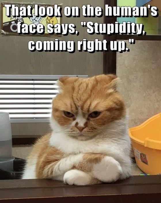 That look on the human's face says, "Stupidity, coming right up ...