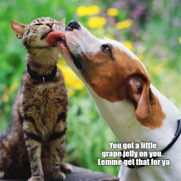 Tanks, Dogface - Lolcats - lol | cat memes | funny cats | funny cat ...