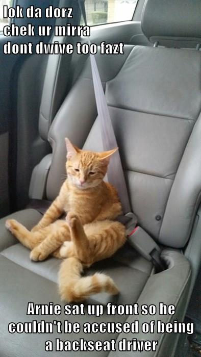 Backseat driver - Lolcats - lol | cat memes | funny cats | funny cat ...