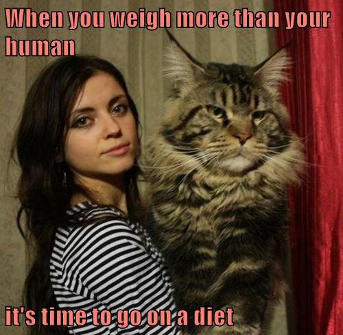Diet - Lolcats - lol | cat memes | funny cats | funny cat pictures with ...
