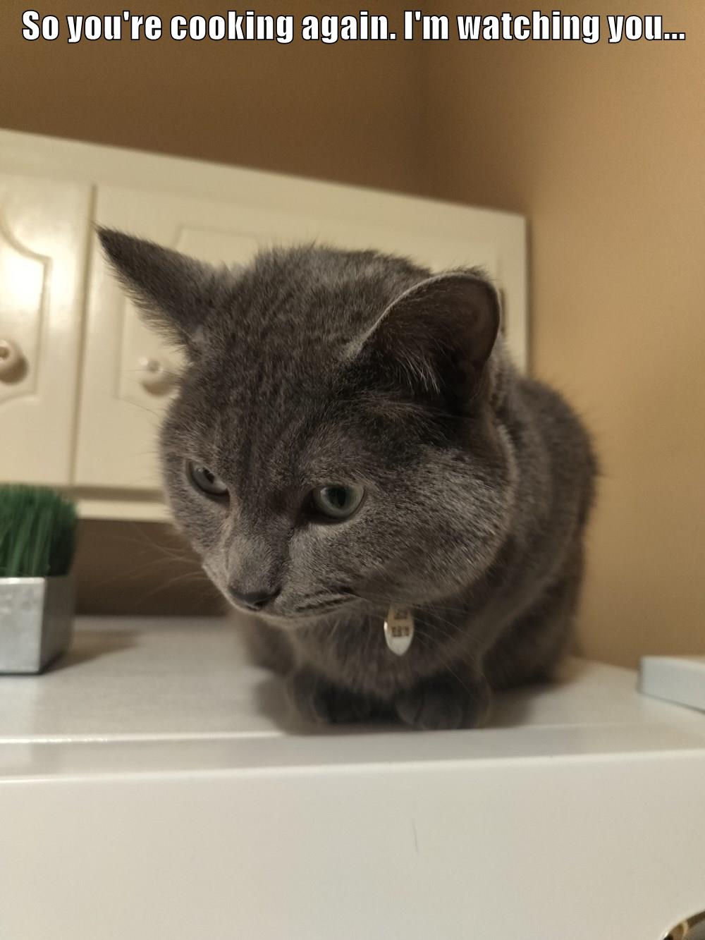 Always watching - Lolcats - lol | cat memes | funny cats | funny cat ...