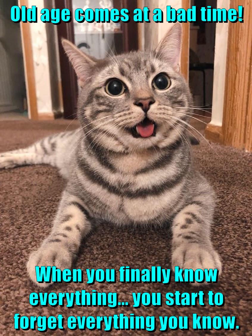 Old age - Lolcats - lol | cat memes | funny cats | funny cat pictures ...