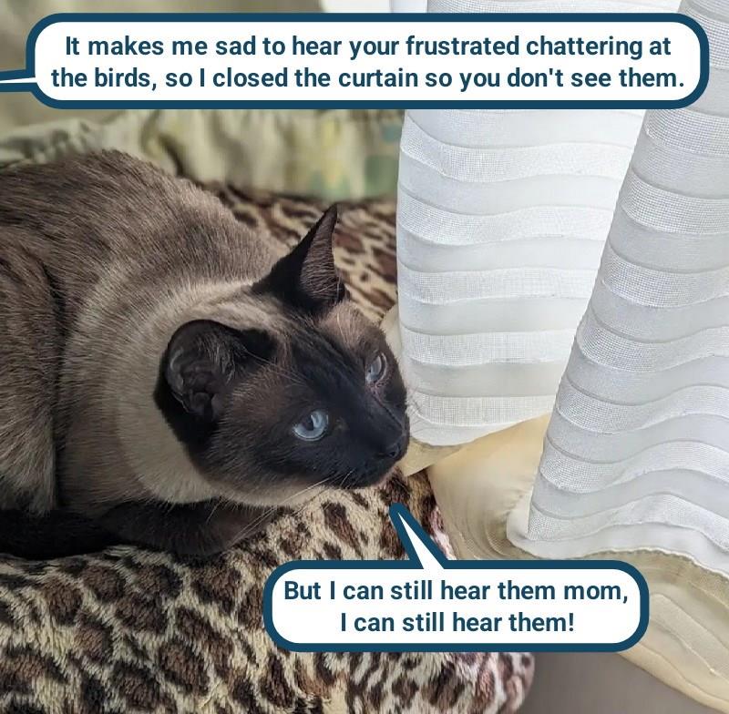 Not a fix - Lolcats - lol | cat memes | funny cats | funny cat pictures ...