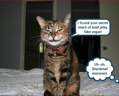 Blackmail imminent - Lolcats - lol | cat memes | funny cats | funny cat ...