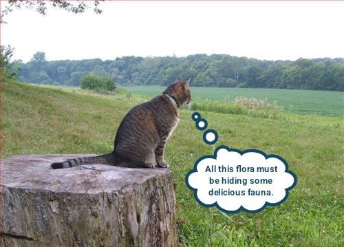 Single-minded cat - Lolcats - lol | cat memes | funny cats | funny cat ...