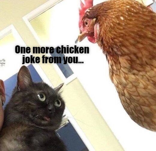 Why did the chicken... - Lolcats - lol | cat memes | funny cats | funny ...