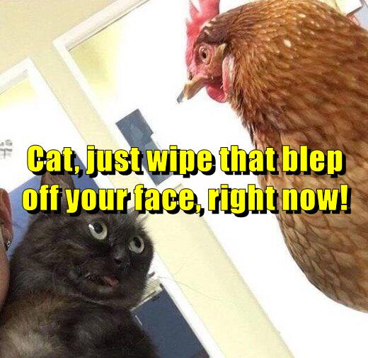 No sass here - Lolcats - lol | cat memes | funny cats | funny cat ...