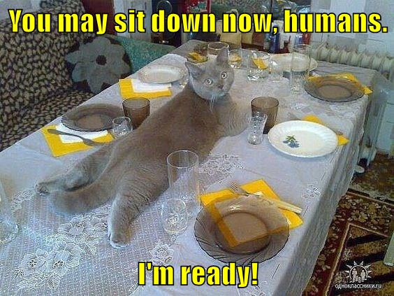 The table is set - Lolcats - lol | cat memes | funny cats | funny cat ...