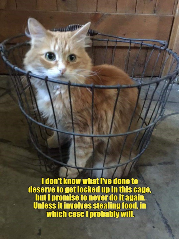 What am I guilty of? - Lolcats - lol | cat memes | funny cats | funny ...