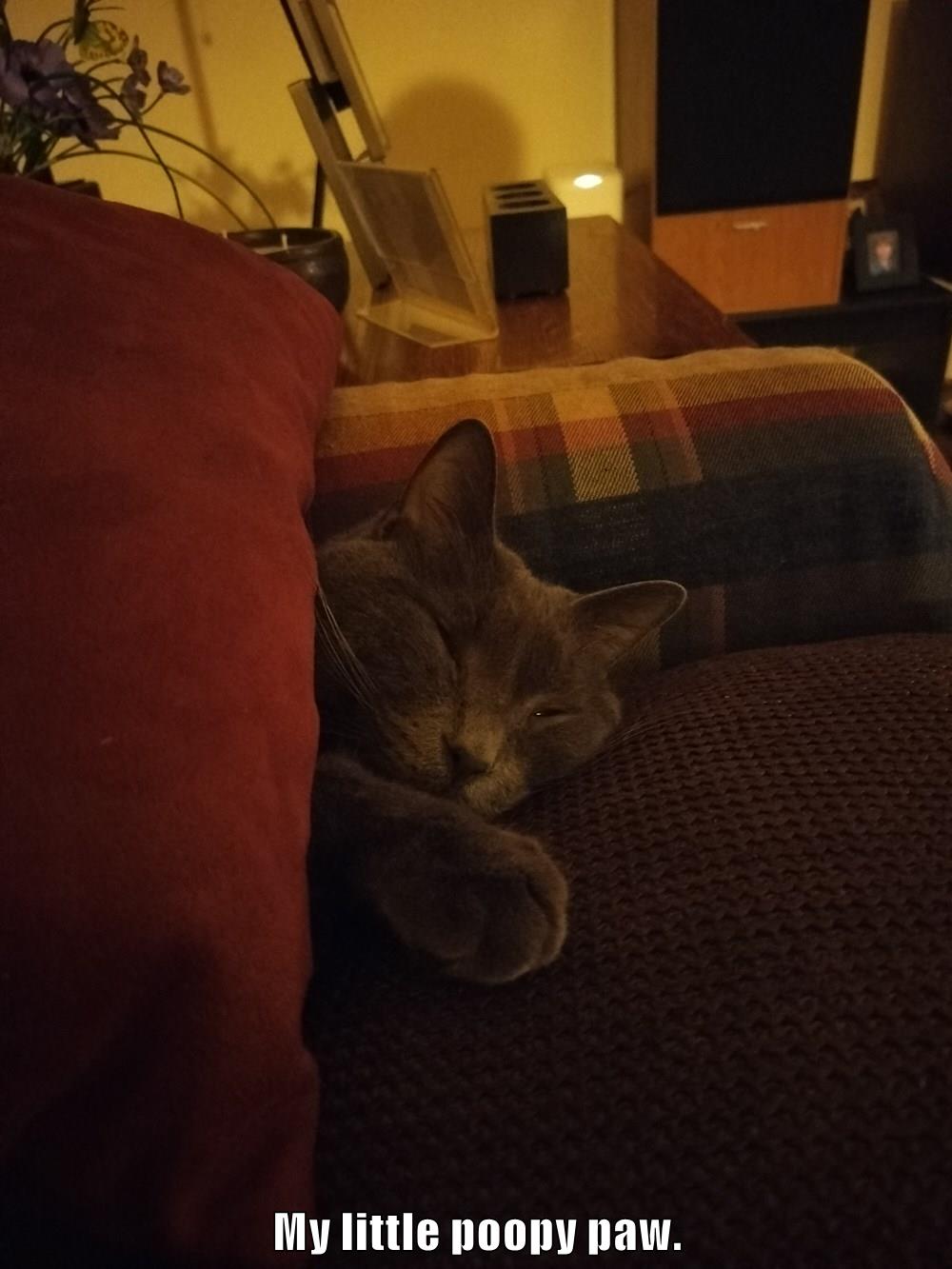 My little poopy paw. - Lolcats - lol | cat memes | funny cats | funny ...