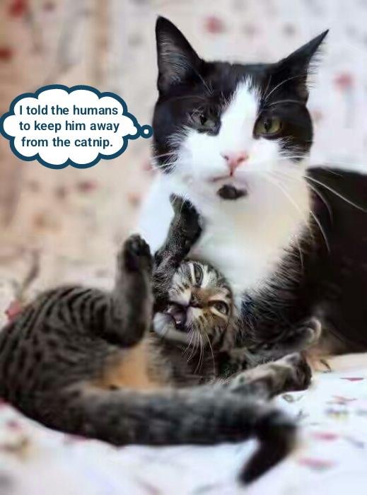 They never listen - Lolcats - lol | cat memes | funny cats | funny cat ...