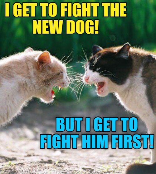 Fight Cat Memes