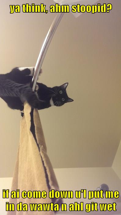 Uh oh... - Lolcats - lol | cat memes | funny cats | funny cat pictures ...