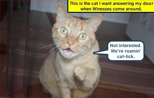 Catty - Lolcats - lol | cat memes | funny cats | funny cat pictures ...