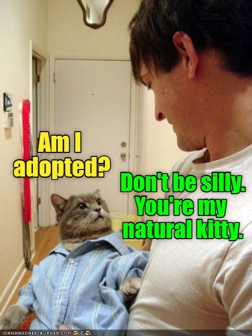 A real baby - Lolcats - lol | cat memes | funny cats | funny cat ...