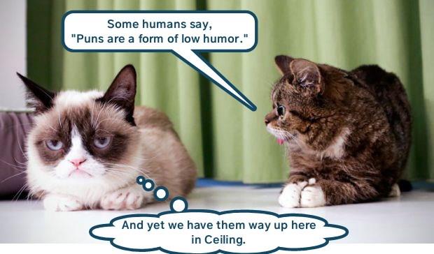 A grumpy refutation - Lolcats - lol | cat memes | funny cats | funny ...