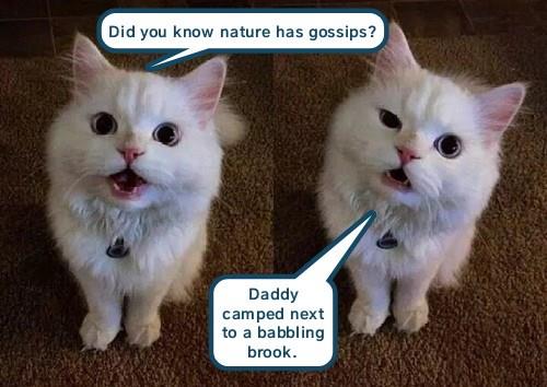 Babbling brook - Lolcats - lol | cat memes | funny cats | funny cat ...