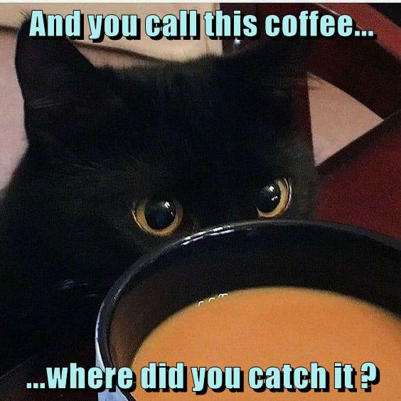 Coffee - Lolcats - lol | cat memes | funny cats | funny cat pictures ...
