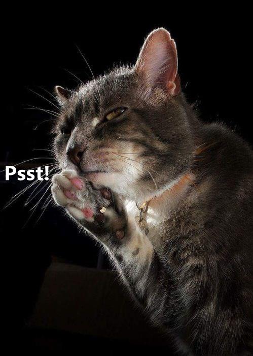 Psst - Lolcats - lol | cat memes | funny cats | funny cat pictures with words on them | funny ...