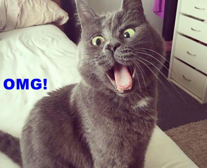 OMG - Lolcats - lol | cat memes | funny cats | funny cat pictures with ...