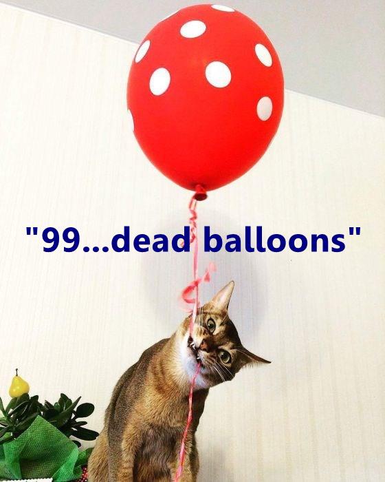 Balloons - Lolcats - lol | cat memes | funny cats | funny cat pictures ...