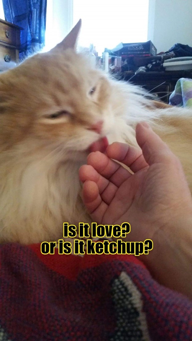 Definitely love - Lolcats - lol | cat memes | funny cats | funny cat ...