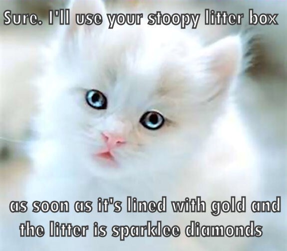 Got standards - Lolcats - lol | cat memes | funny cats | funny cat ...