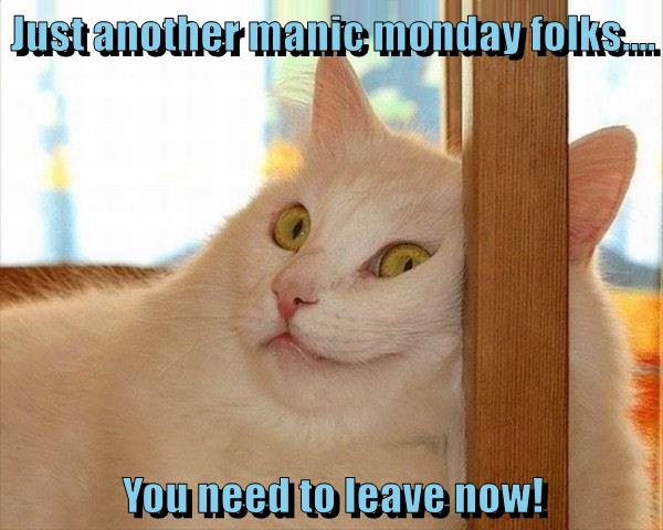 Manic Monday - Lolcats - lol | cat memes | funny cats | funny cat ...