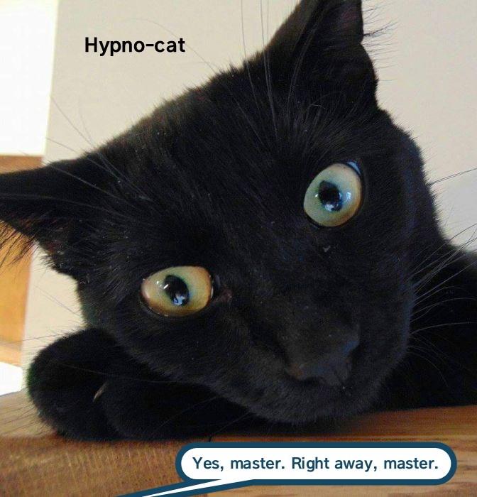 Hypno-cat - Lolcats - lol | cat memes | funny cats | funny cat pictures ...