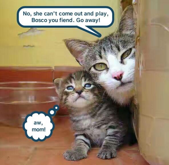 Aw - Lolcats - lol | cat memes | funny cats | funny cat pictures with ...