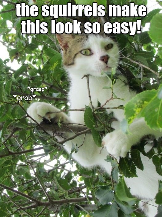 So easy - I Can Has Cheezburger?