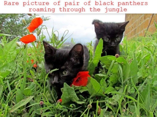 Fierce - Lolcats - lol | cat memes | funny cats | funny cat pictures ...