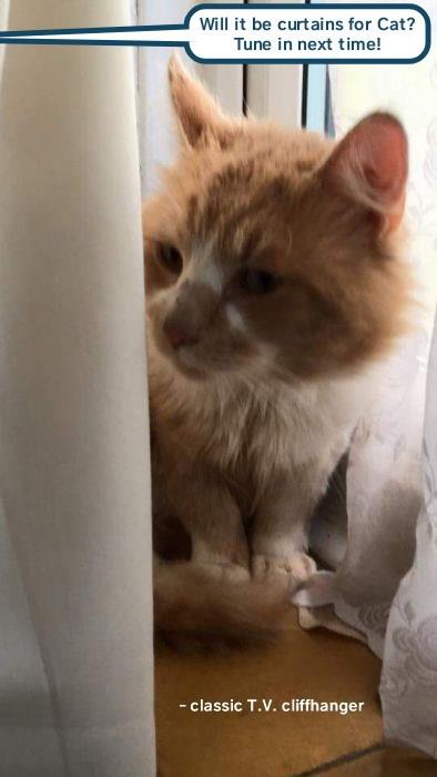 Tune in next time - Lolcats - lol | cat memes | funny cats | funny cat ...