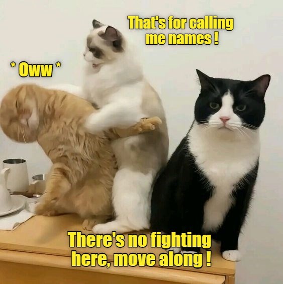 Nothing going on here - I Can Has Cheezburger?