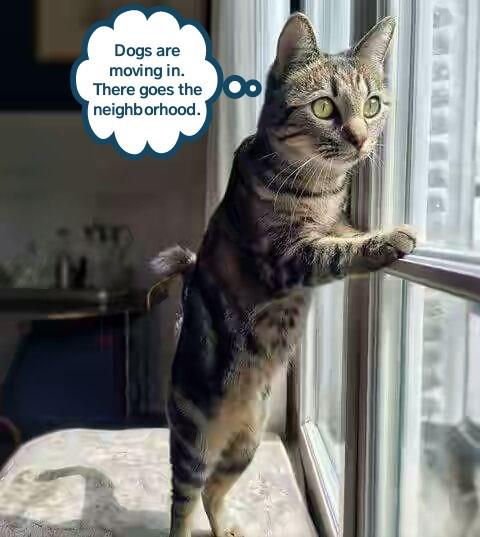 Beginning of the end - Lolcats - lol | cat memes | funny cats | funny ...