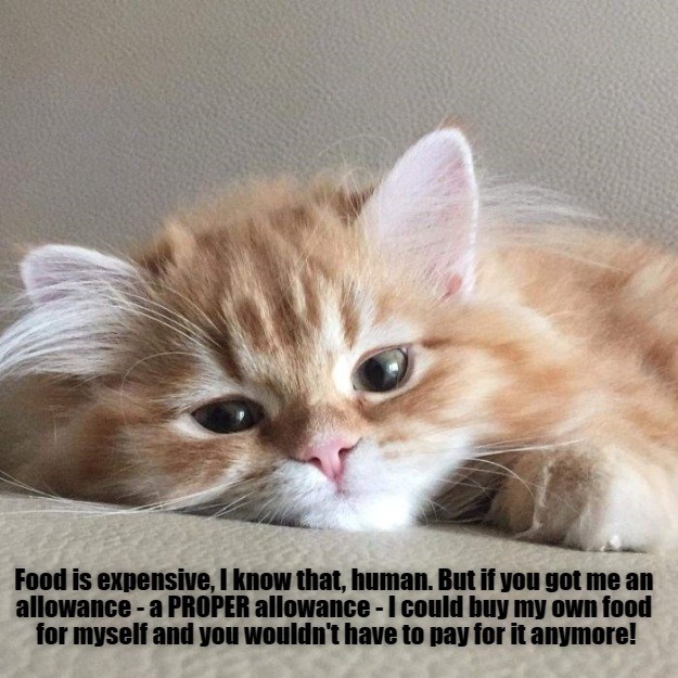 Food - Lolcats - lol | cat memes | funny cats | funny cat pictures with ...