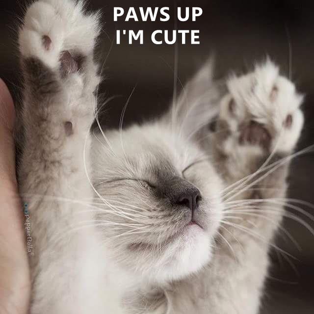 Paws! - Lolcats - lol | cat memes | funny cats | funny cat pictures ...