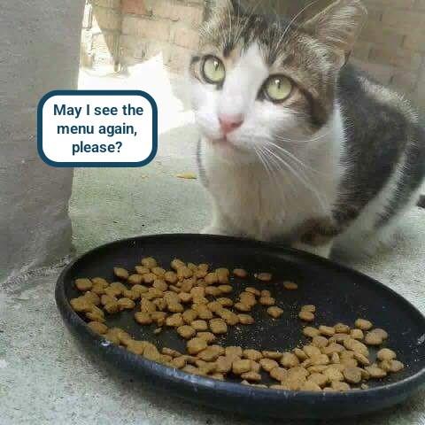 There must be something better - Lolcats - lol | cat memes | funny cats ...