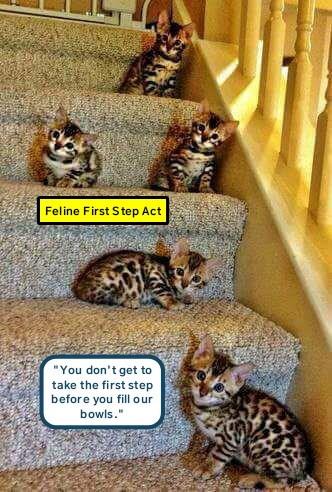 Feline First Step Act - Lolcats - lol | cat memes | funny cats | funny ...