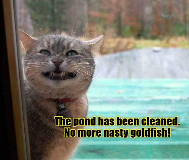 Thanks - Lolcats - lol | cat memes | funny cats | funny cat pictures ...