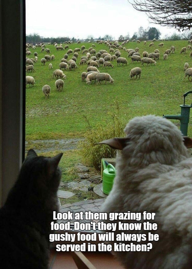 Privileged - I Can Has Cheezburger?
